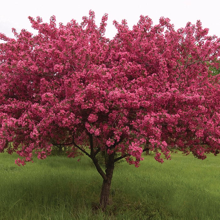 Crabapple Royal Raindrops 7 Gal | Plants Plus