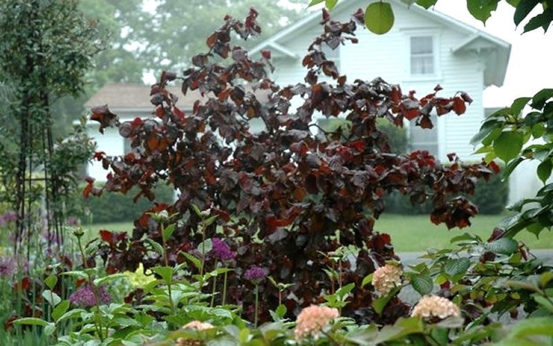 Contorted Filbert Red Dragon 7 Gal | Plants Plus