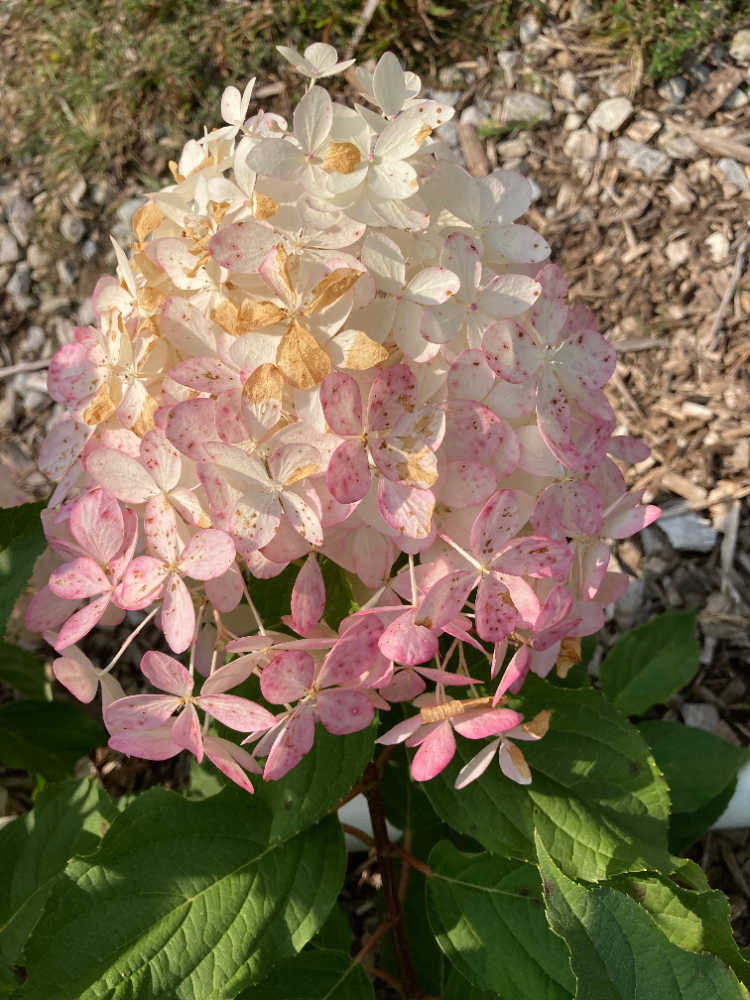 Hydrangea Phantom Tree 7 Gal | Plants Plus