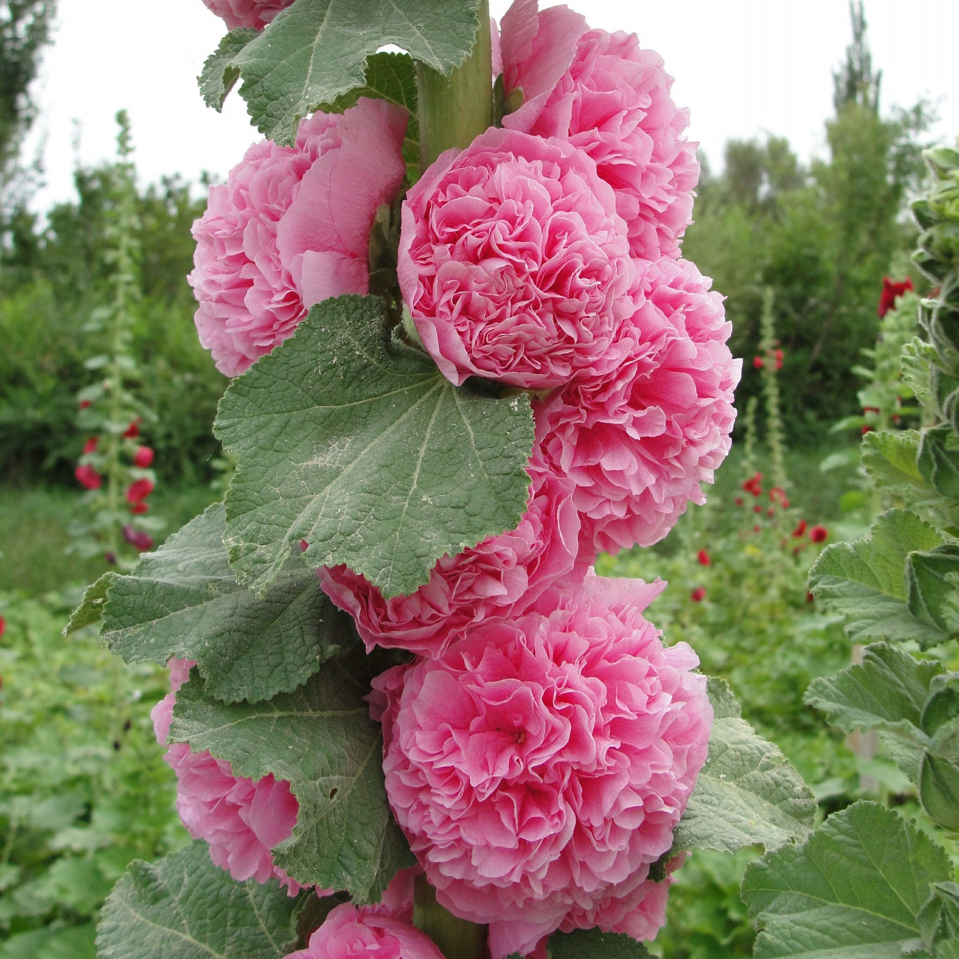 Hollyhock Chater's Double Pink | Plants Plus