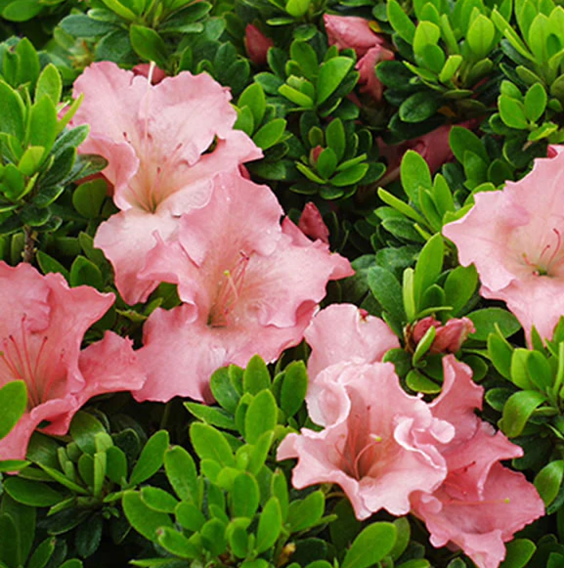 Azalea Gumpo Pink 2 Gal | Plants Plus