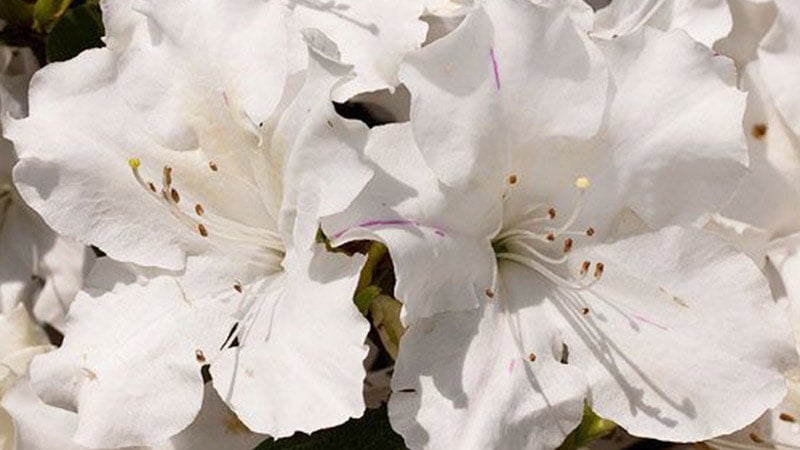 Azalea Autumn Lily Encore 3 Gal | Plants Plus