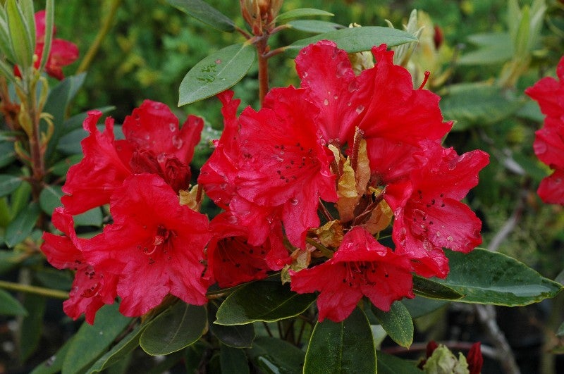 Rhododendron Vulcan | Plants Plus