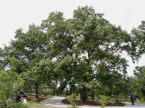 Oak Swamp White | Plants Plus