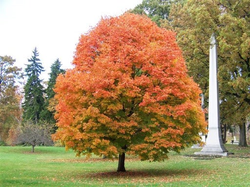Maple Legacy 7 Gal | Plants Plus