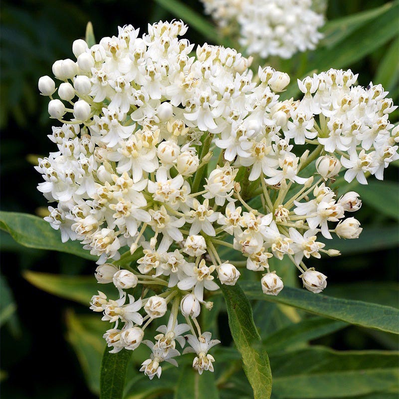 Asclepias Ice Ballet Butterfly Weed Swamp Milkweed | Plants Plus