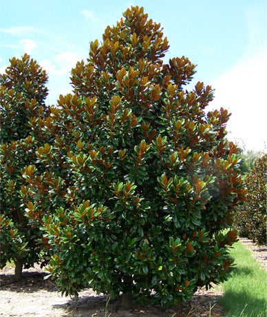 Magnolia Bracken's Brown Beauty | Plants Plus
