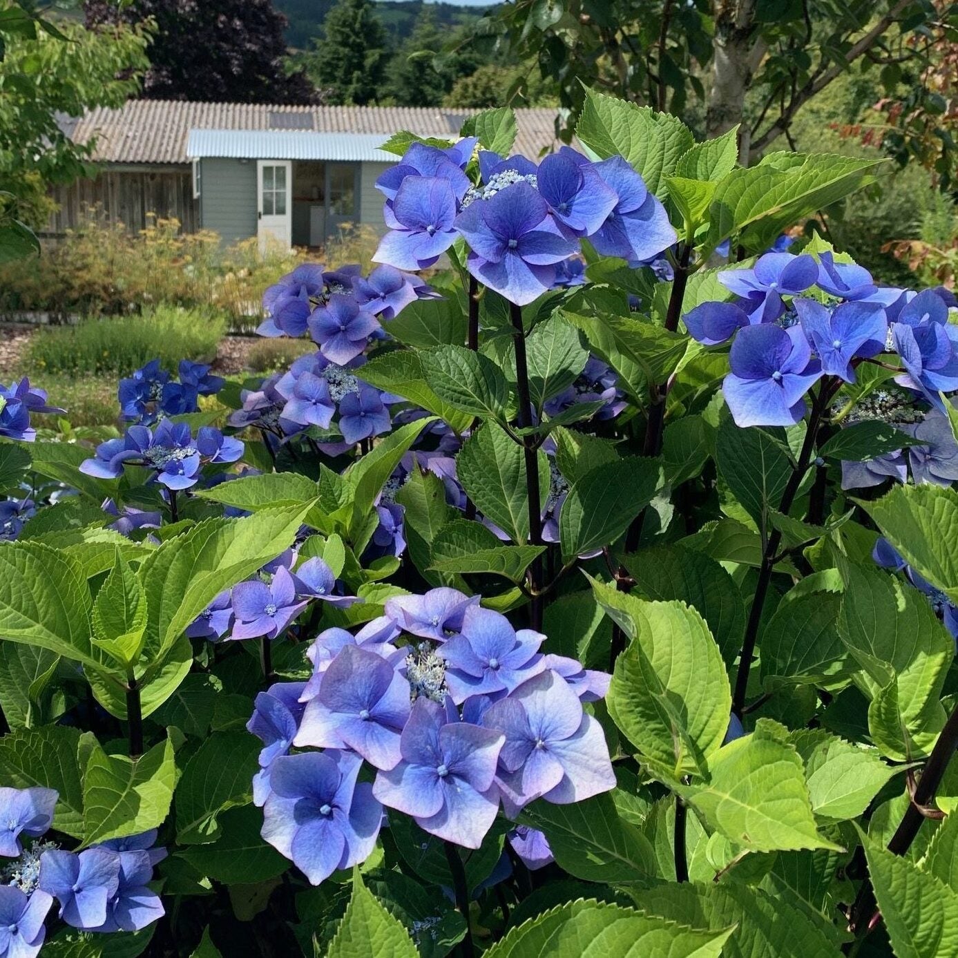 Hydrangea Zorro 3 Gal | Plants Plus