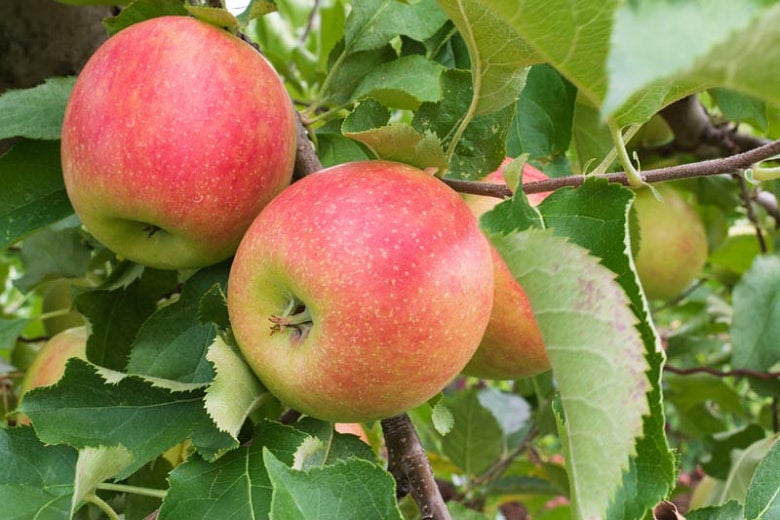 Apple Jonagold | Plants Plus