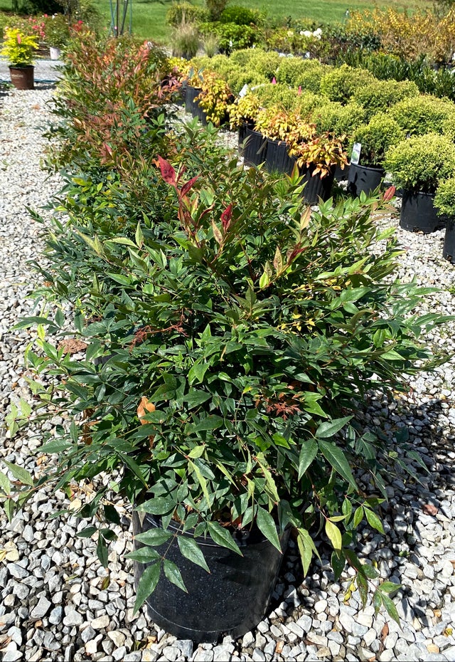 Plants | Plants Plus