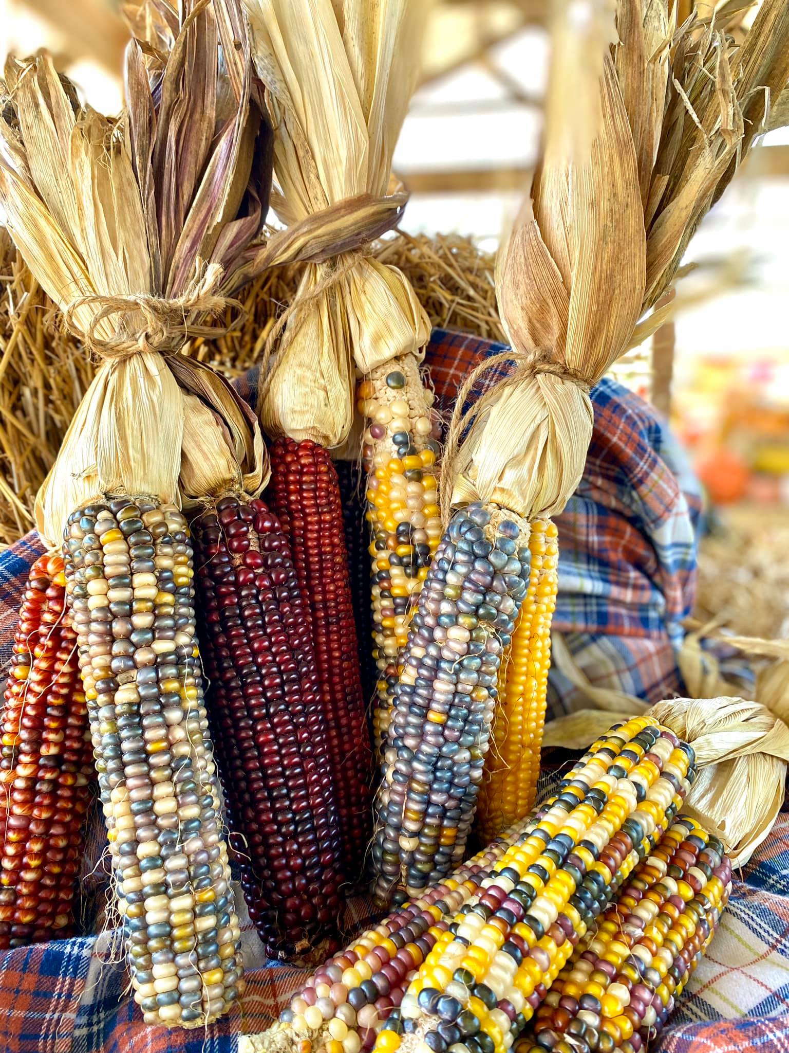 Indian Corn | Plants Plus