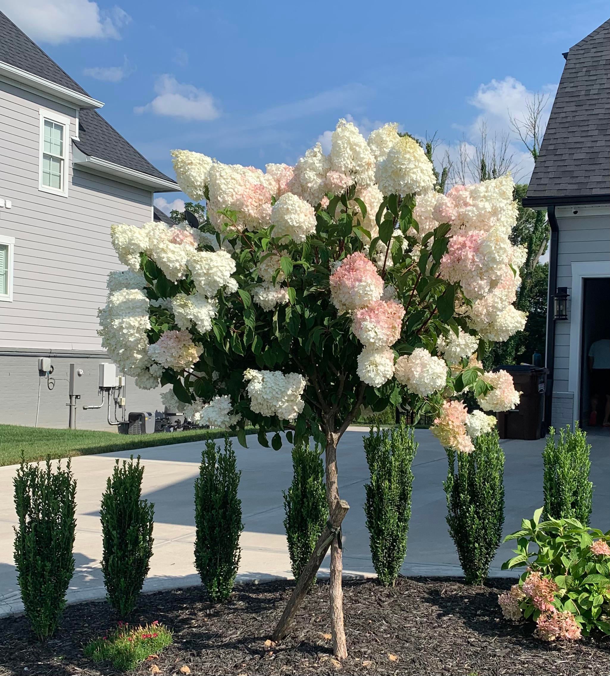 Hydrangea Vanilla Strawberry Tree 7 Gal | Plants Plus