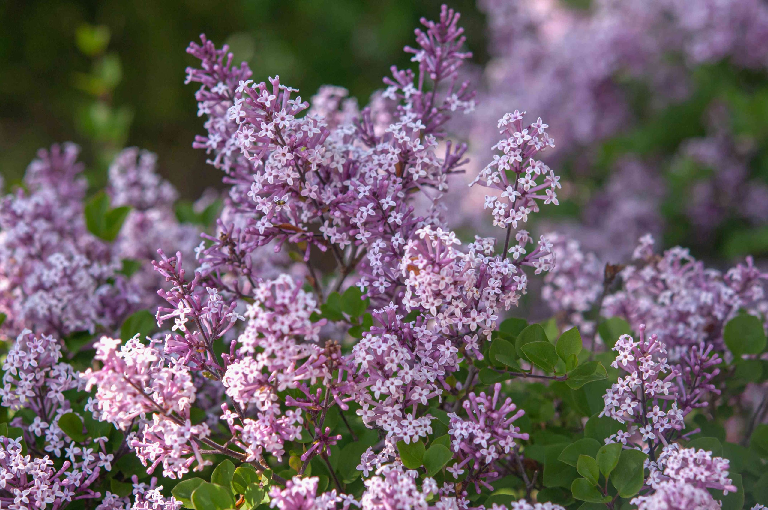 Lilac Miss Kim | Plants Plus