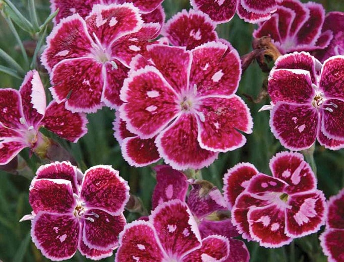 Dianthus Fire and Ice | Plants Plus