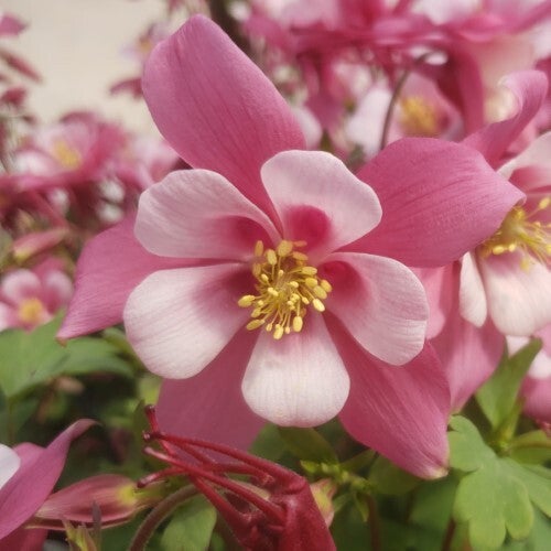 Aquilegia Kirigami Rose & Pink Columbine 1/2 Gal | Plants Plus Aquilegia Kirigami Rose & Pink Columbine 1/2 Gal | Plants Plus