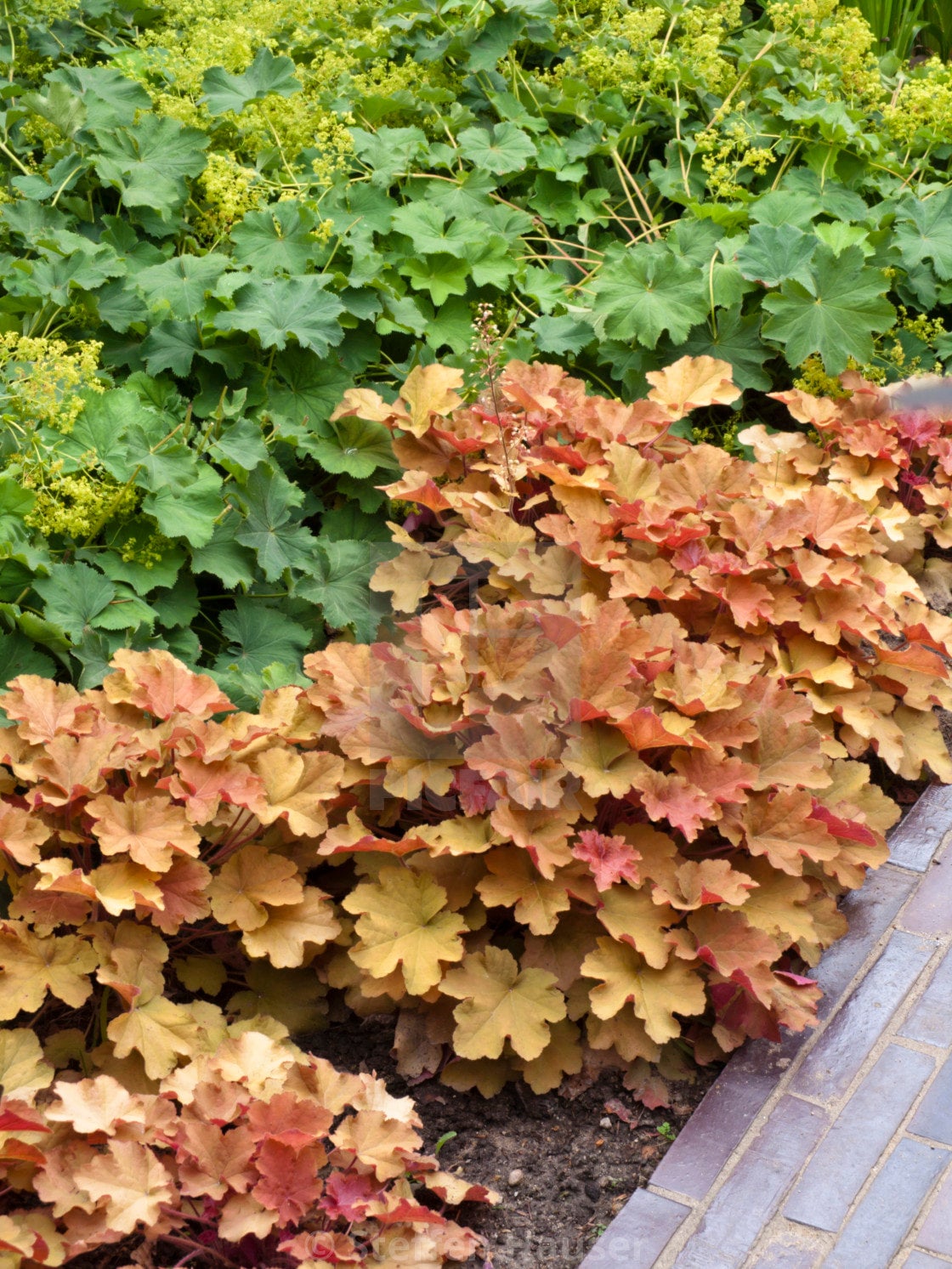 Heuchera Caramel | Plants Plus