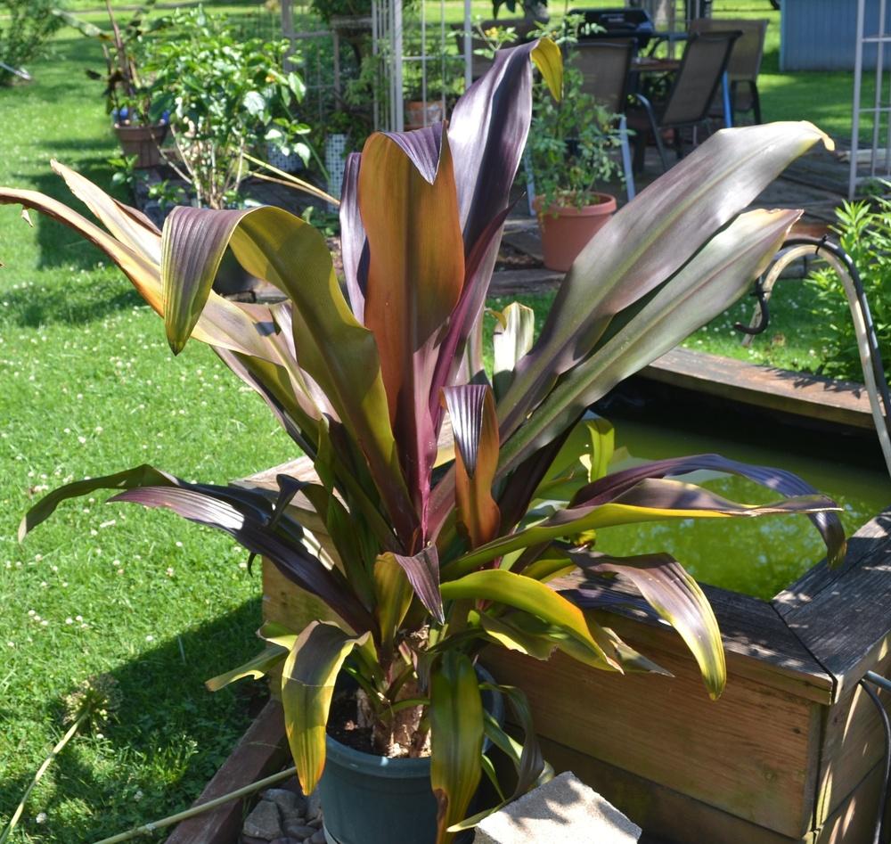 Queen Emma Crinum Lily 10 in. | Plants Plus
