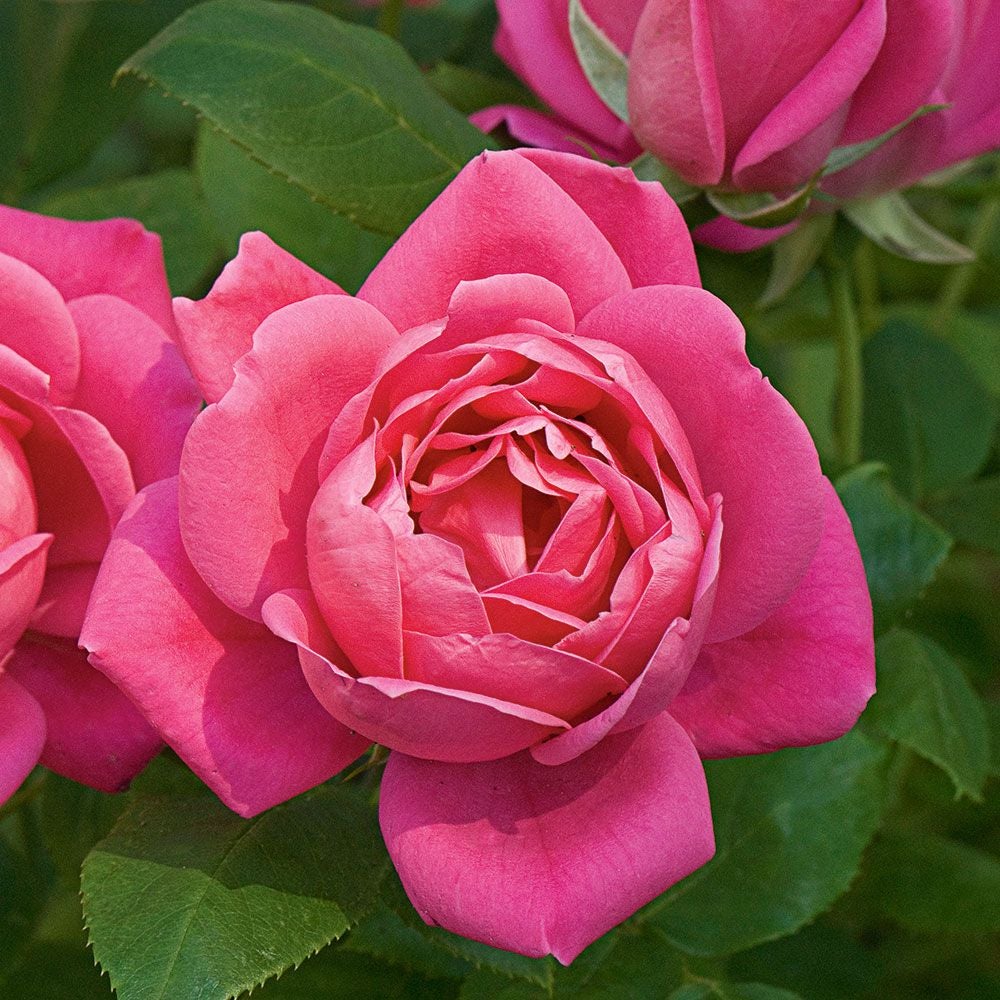 Rose Pink Double Knock Out 3 Gal | Plants Plus Rose Pink Double Knock Out 3 Gal | Plants Plus