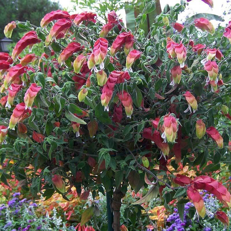 Shrimp Plant Braided Tree 10 Inch | Plants Plus