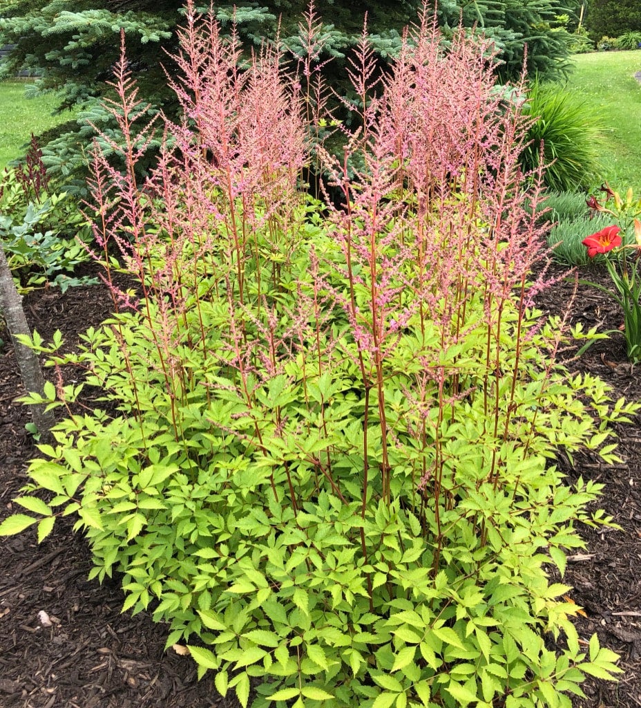 Astilbe Amber Moon 5” Premium | Plants Plus