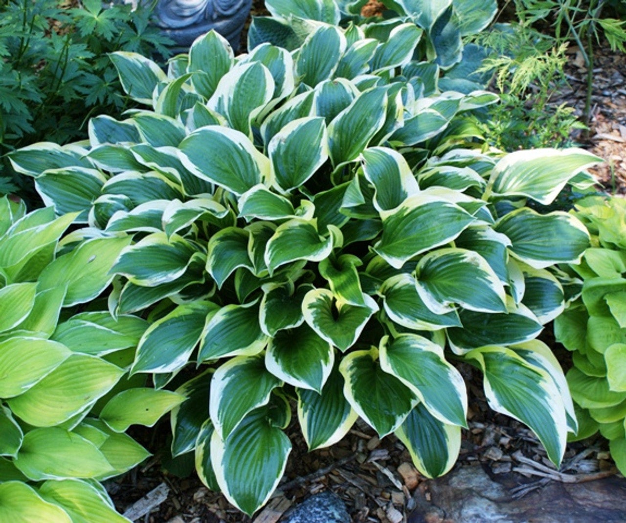 Hosta Queen Josephine 1/2 Gal | Plants Plus