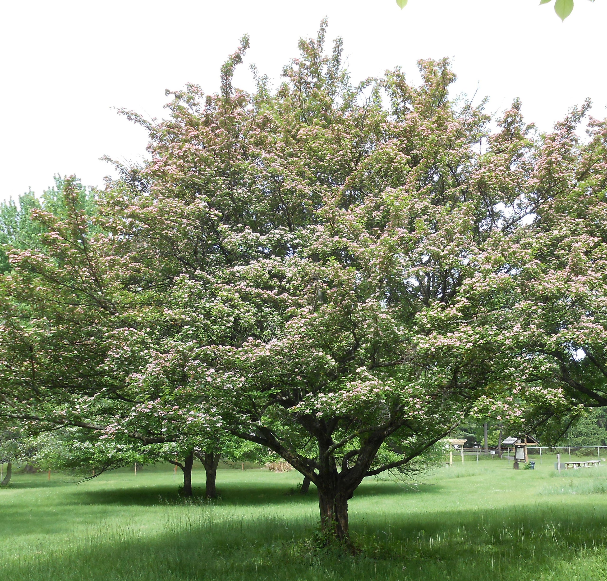 Hawthorn Native Mayhaw | Plants Plus