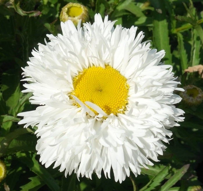Leucanthemum Ooh La Laspider 5" Premium | Plants Plus
