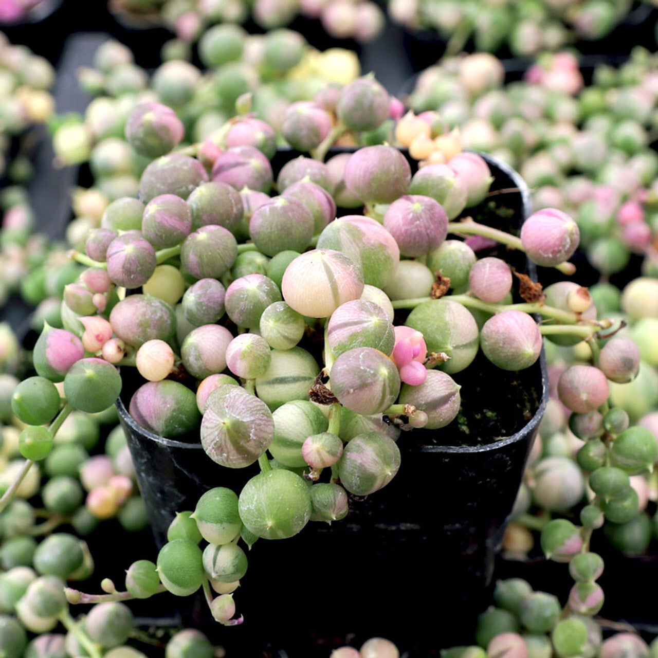 String of Pearls Variegated 4" | Plants Plus