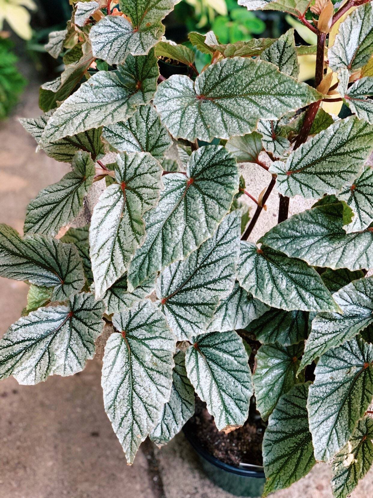 Begonia Frosty Angel Wing 4" | Plants Plus