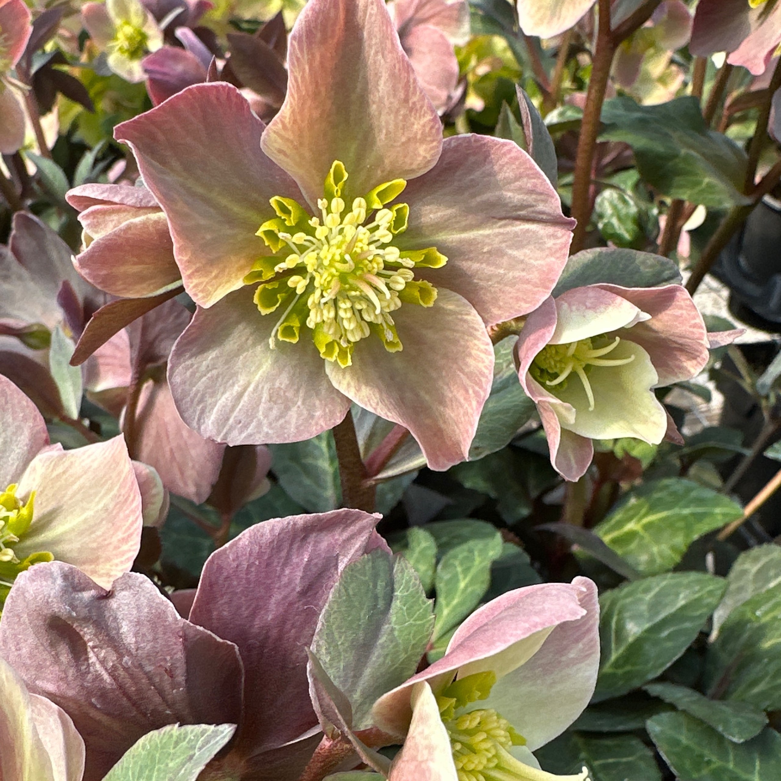 Hellebore Merlin 1 Qt | Plants Plus