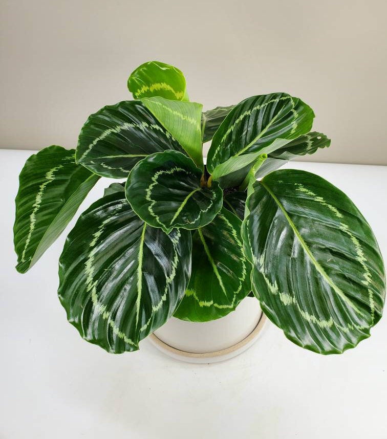 Calathea Green Goddess 4" | Plants Plus