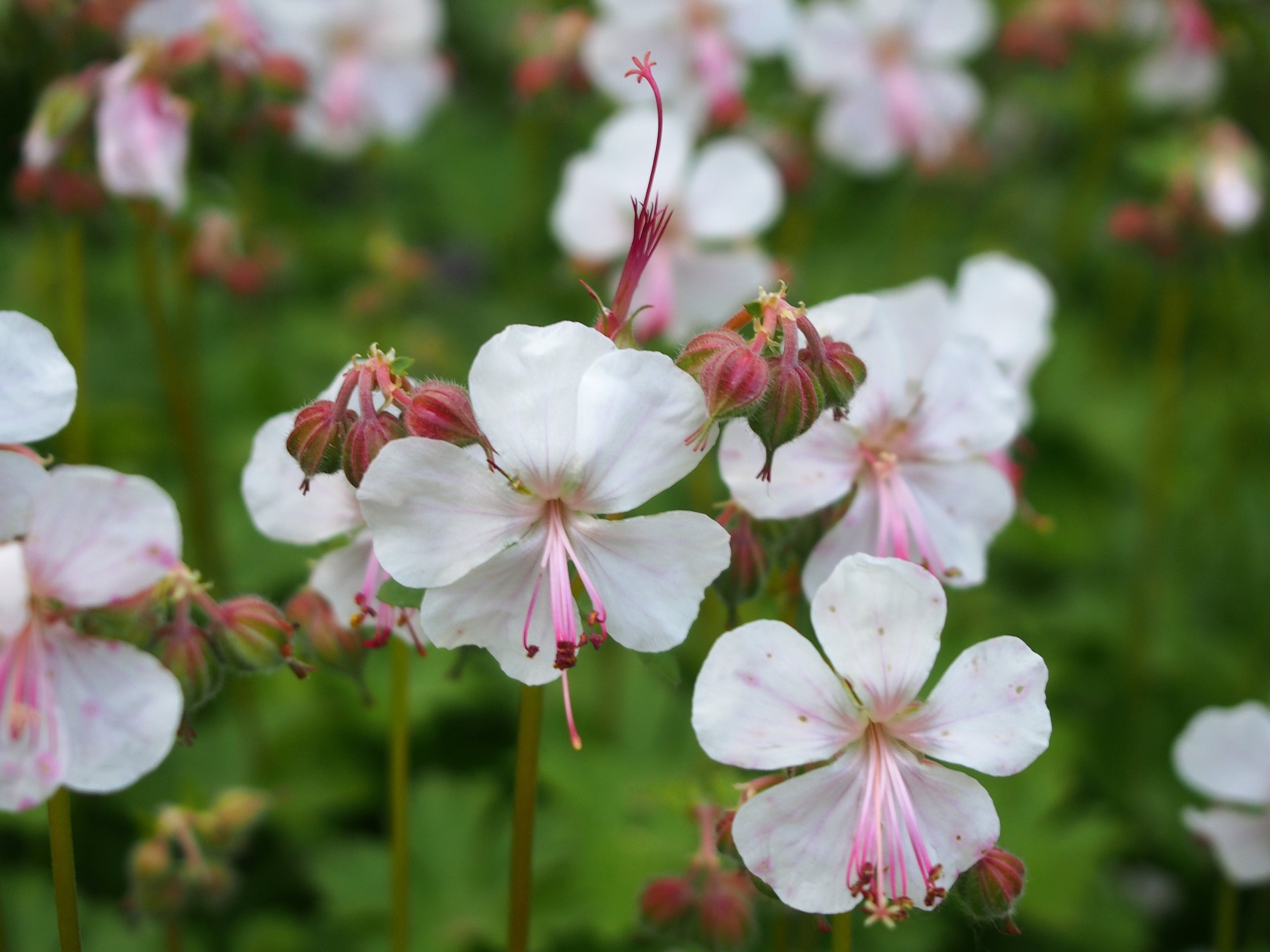 Geranium Biokovo 1 Qt | Plants Plus