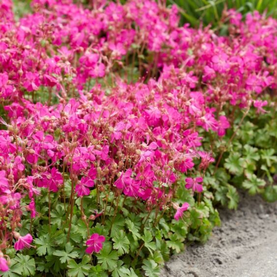 Geranium Intense 5" Peremium | Plants Plus