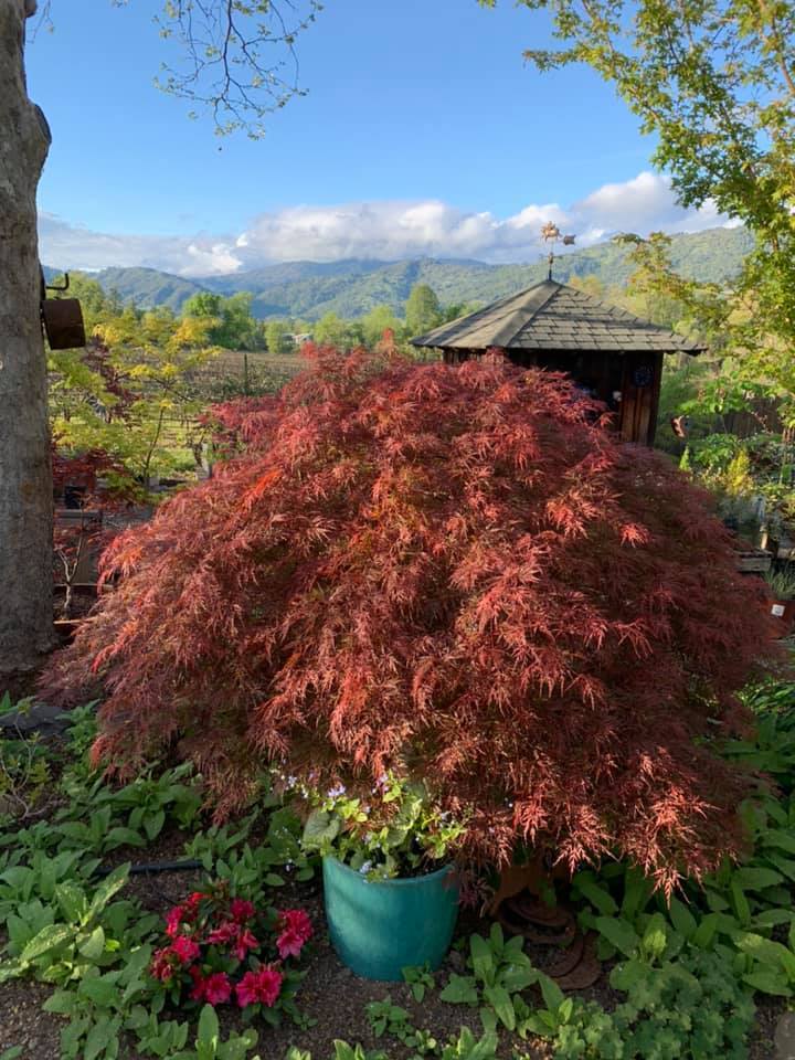 Japanese Maple Orangeola 7 Gal | Plants Plus
