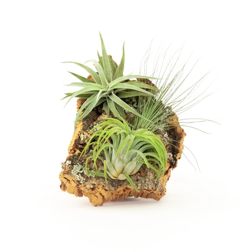 Cork Bark Slab with Air Plants | Plants Plus
