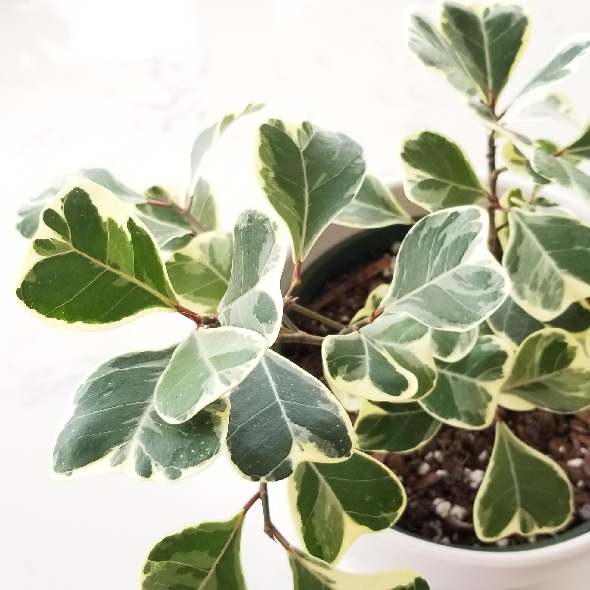 Ficus Triangle Variegated 6" | Plants Plus