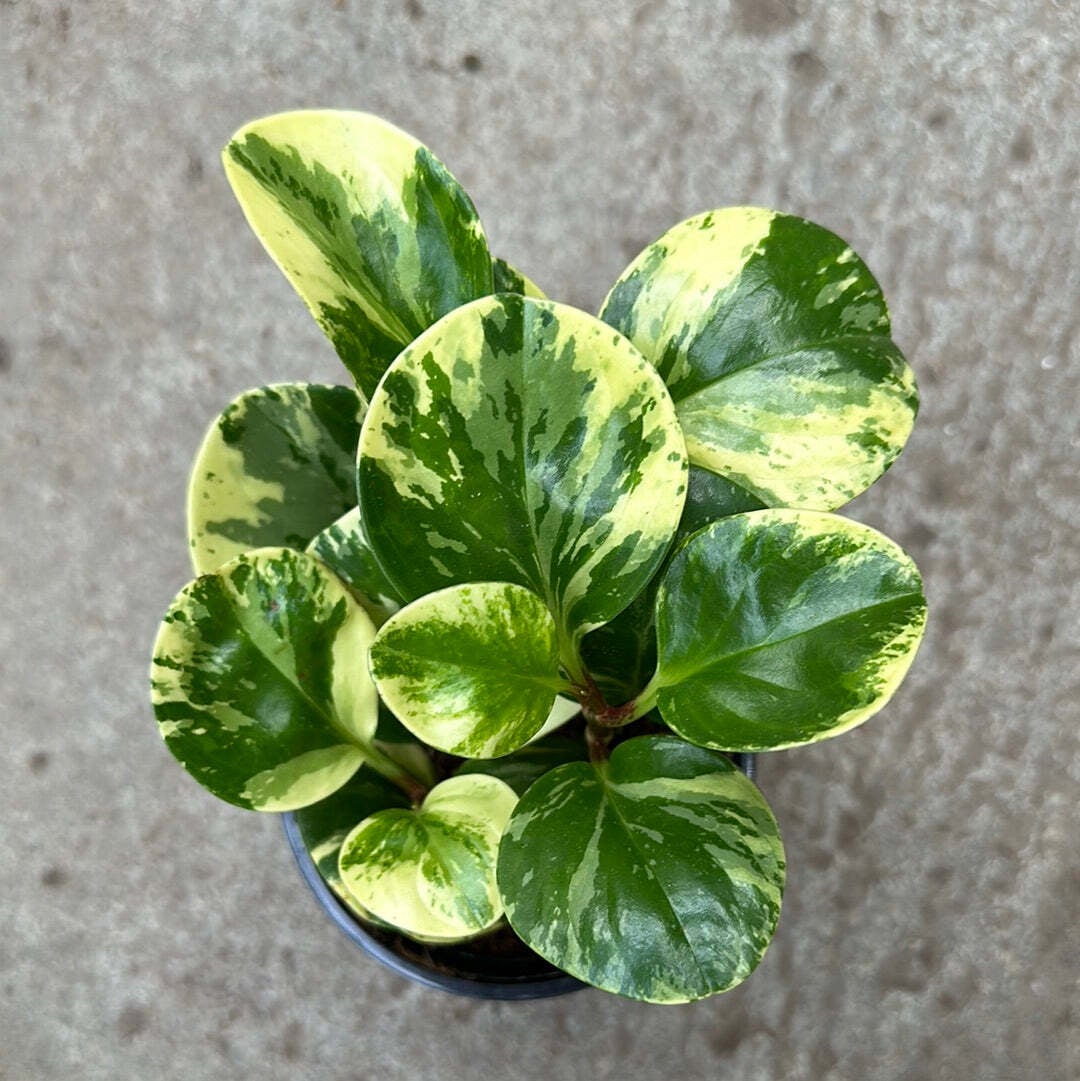 Peperomia Marble | Plants Plus