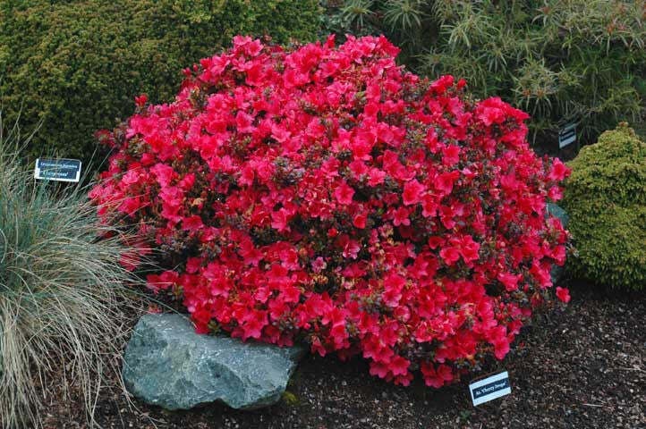 Azalea Cherry Drops 2 Gal | Plants Plus