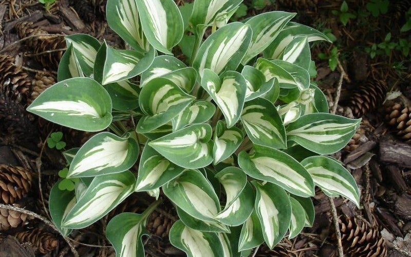 Hosta Pandora's Box 5" Premium | Plants Plus