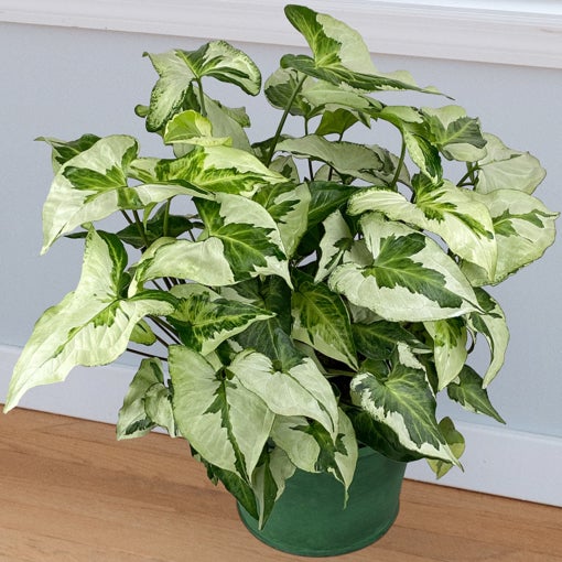 Syngonium Three Kings 4” | Plants Plus