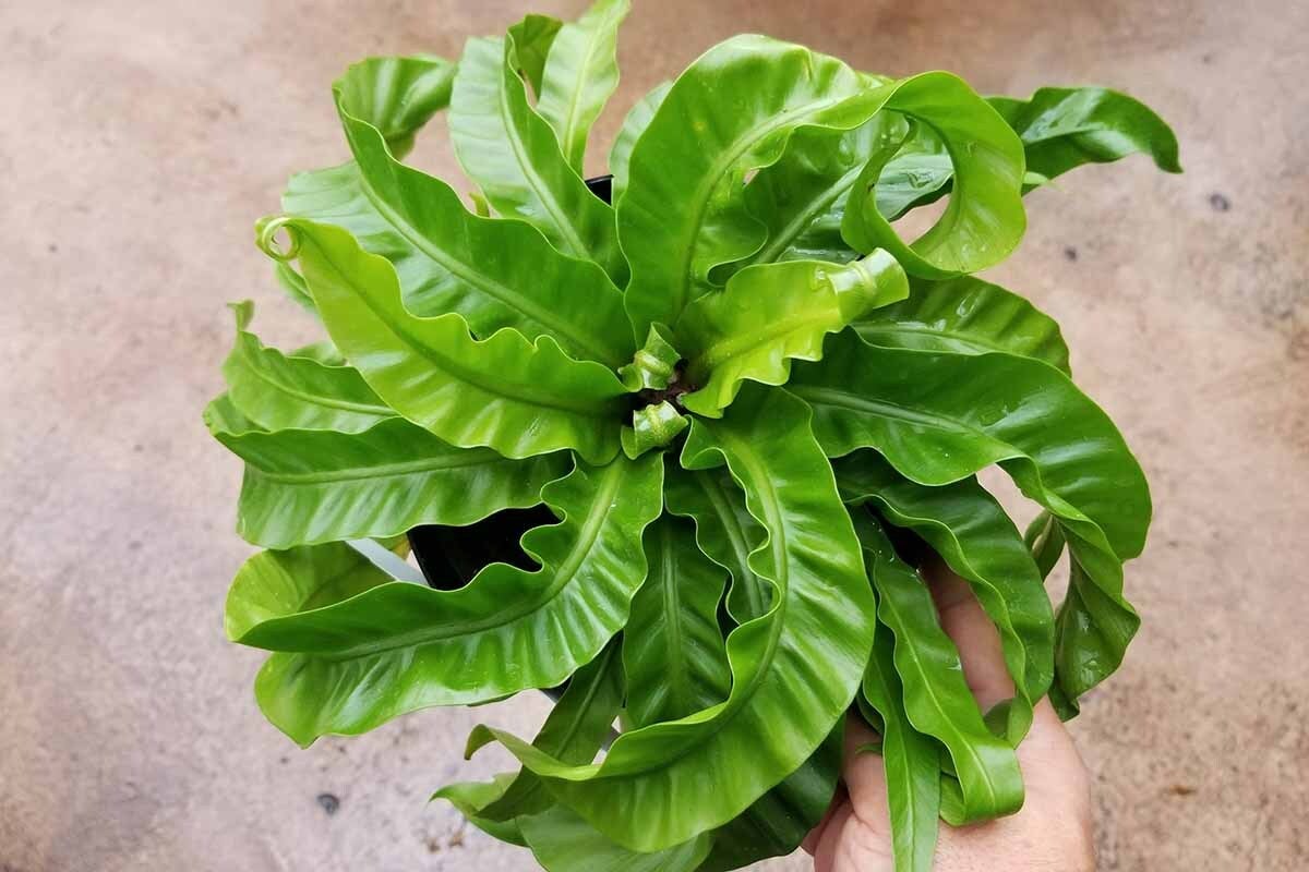 Fern Bird's Nest Hurricane | Plants Plus