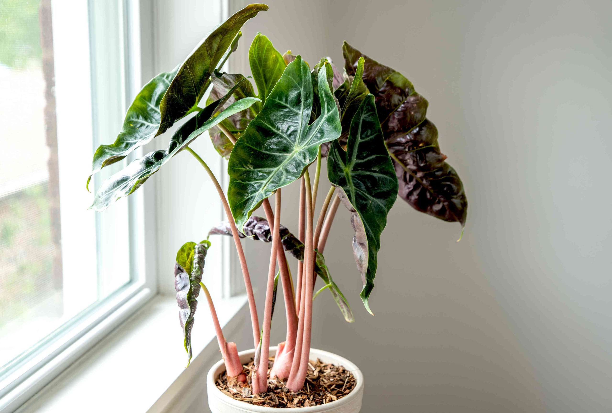 Alocasia Morocco 6" | Plants Plus