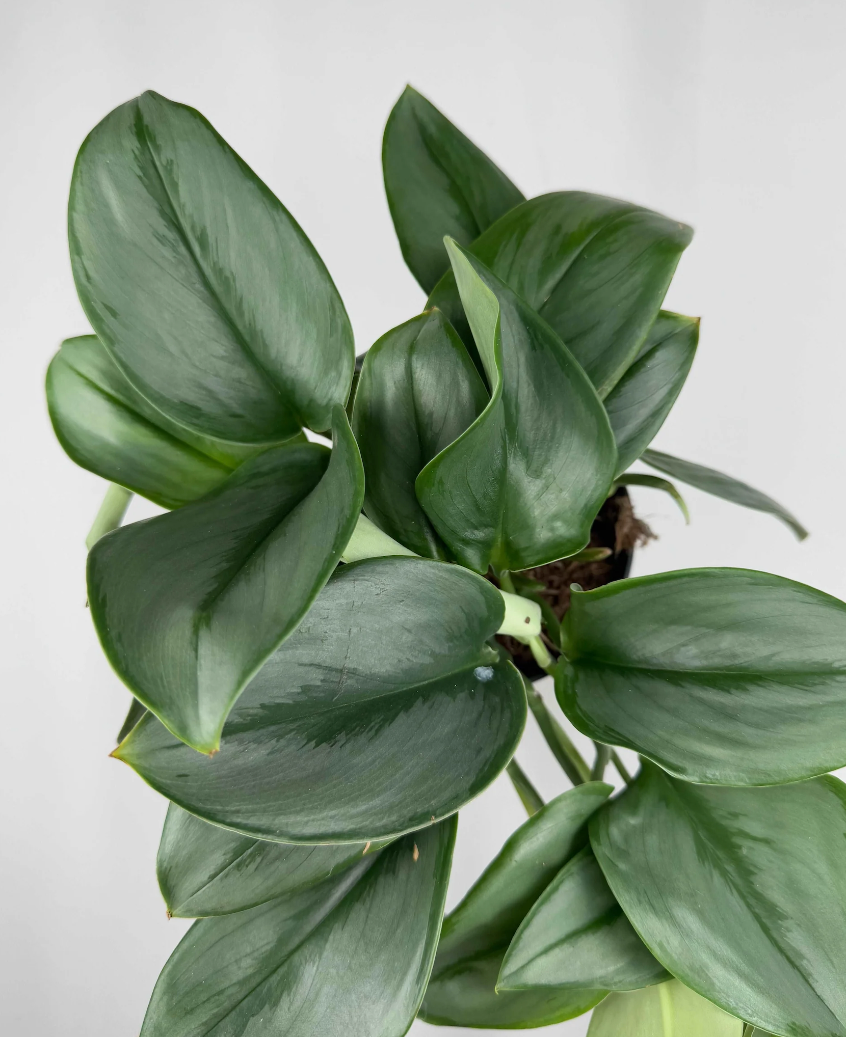 Scindapsus Moonlight 4" | Plants Plus