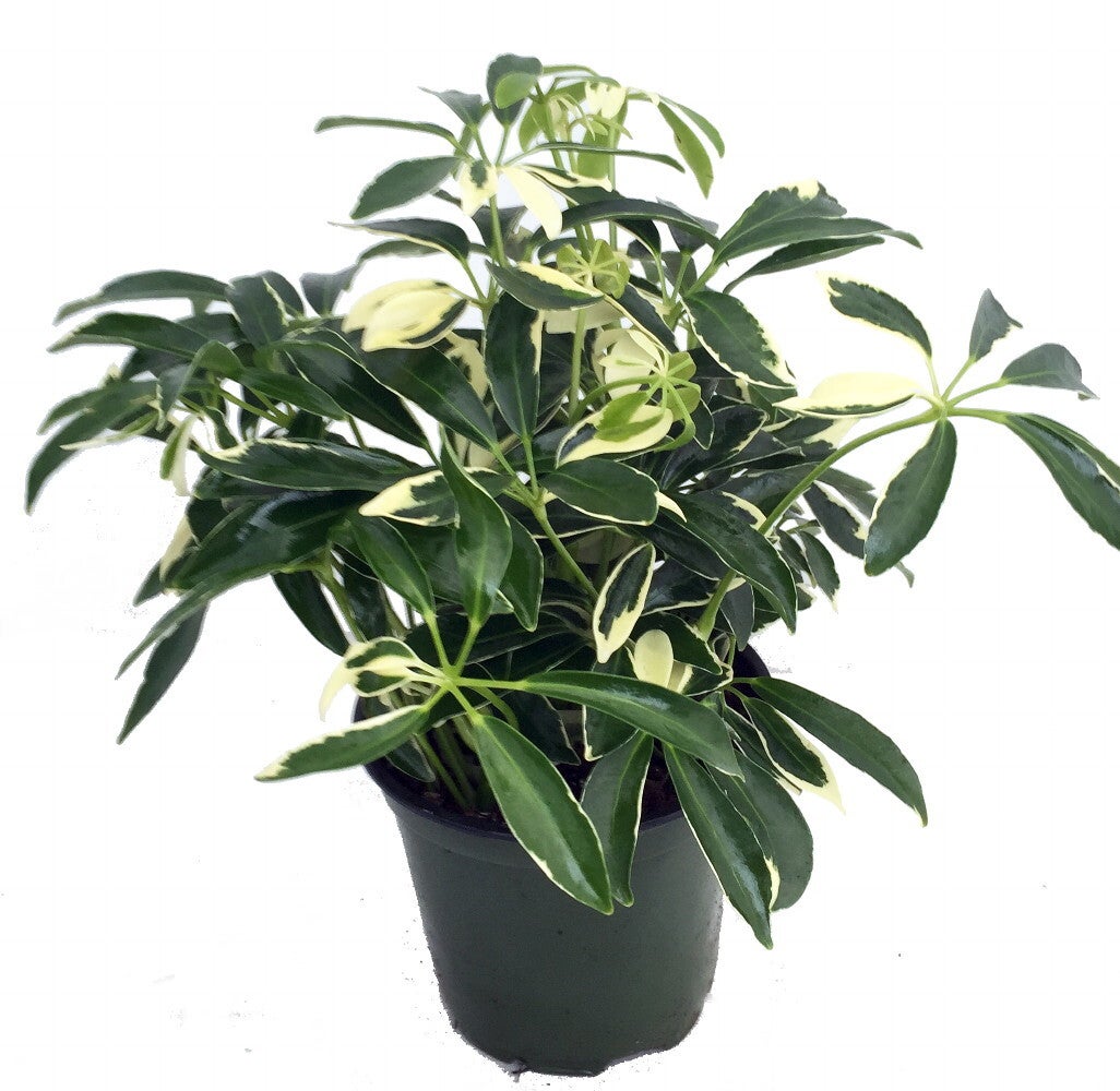 Schefflera Moondrop 3" | Plants Plus